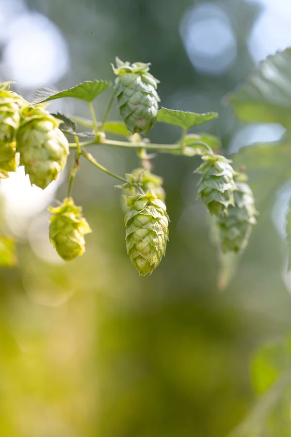 11 Best Organic Beer Brands — Loyal Organic