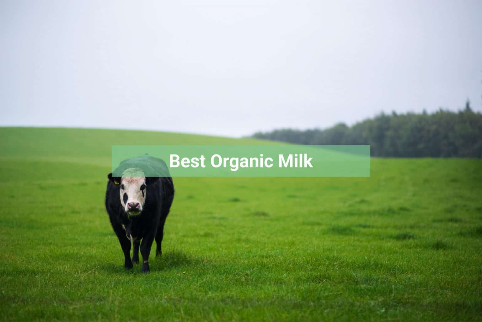 10 Best Organic Milk Brands (2022) — Loyal Organic